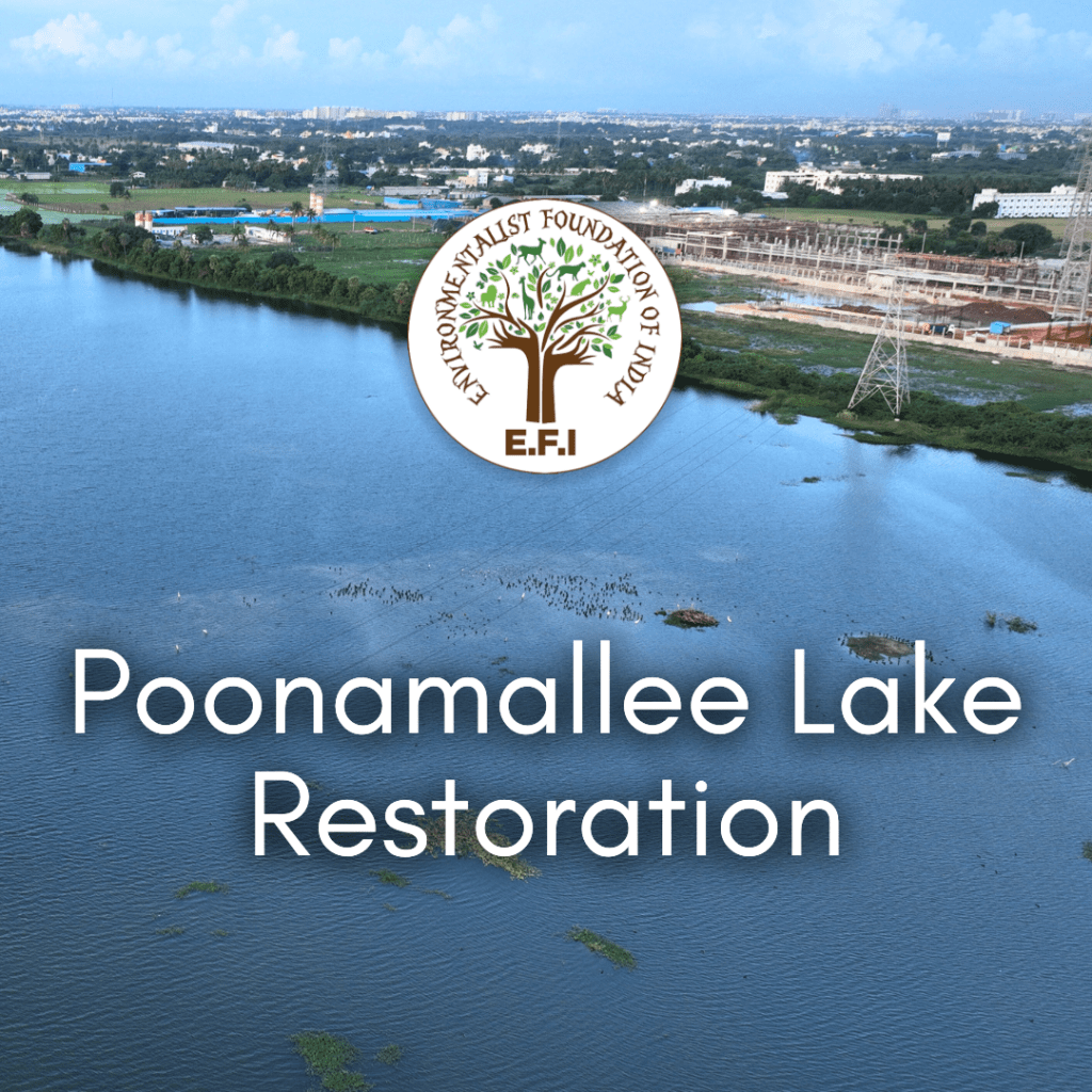 Restoration of Poonamallee Lake - A Blue Gem of Three Districts ...