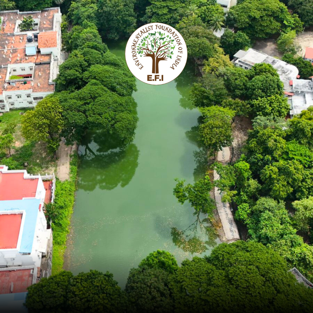 E.F.I's Restoration of Mermaid Pond - YWCA, Egmore. - Search for Water!