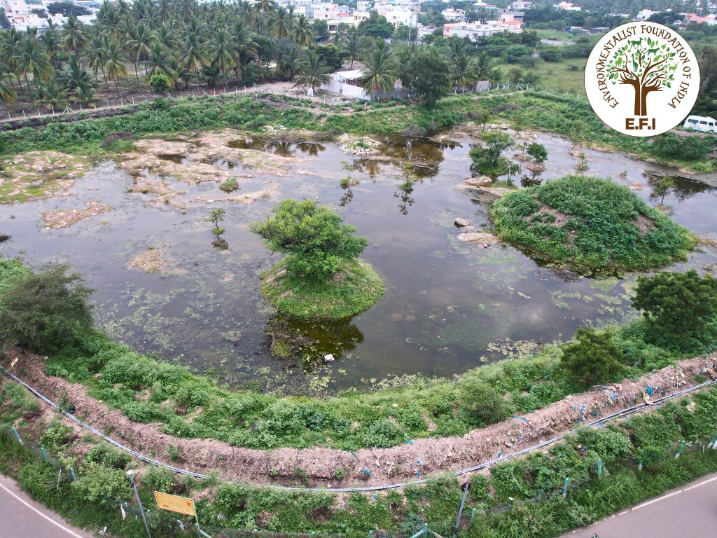 EFI's Vilankurichi Pond Springs Back to Life - Search for Water!